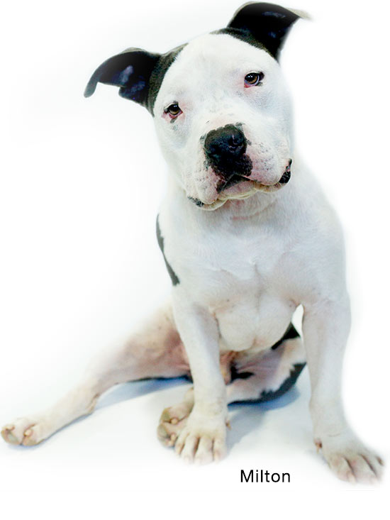 Contact Us - Paws For Life K9 Rescue