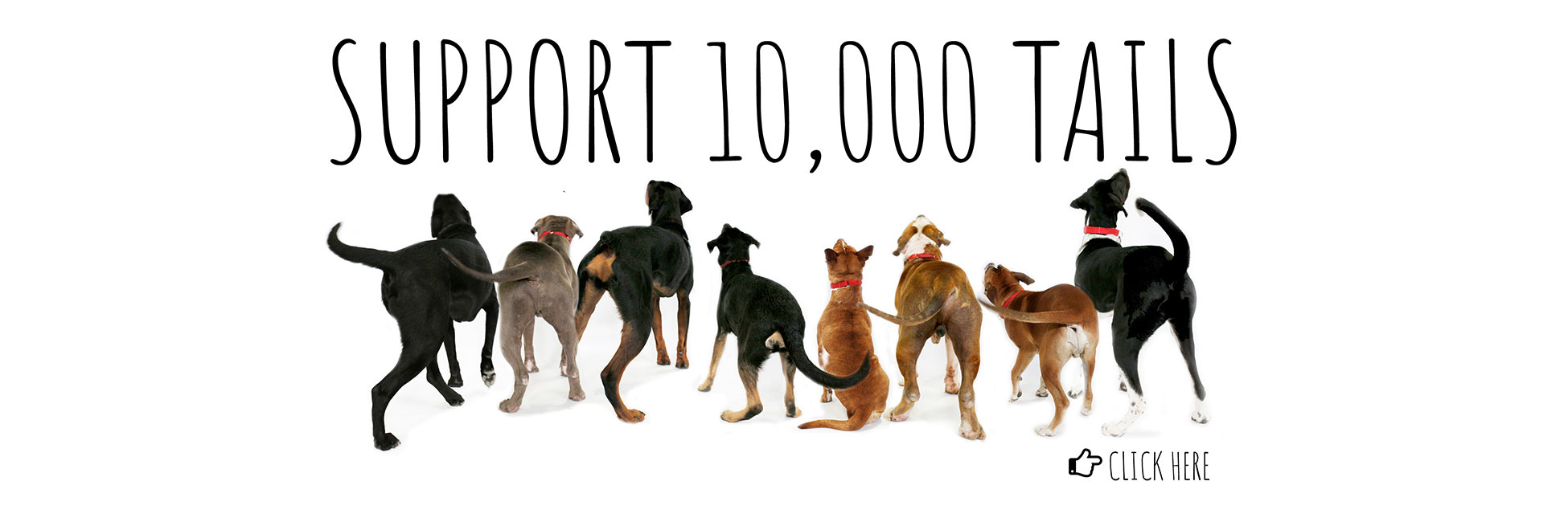 Paws For Life K9 Rescue | Paws For Life Prison Program