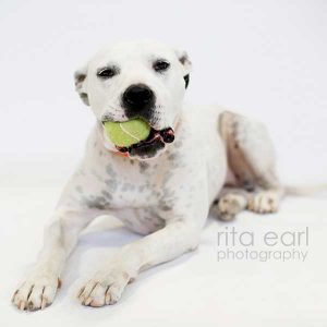 Paws For Life K9 Rescue | Paws For Life Prison Program