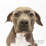 Paws For Life K9 Rescue | Paws For Life Prison Program