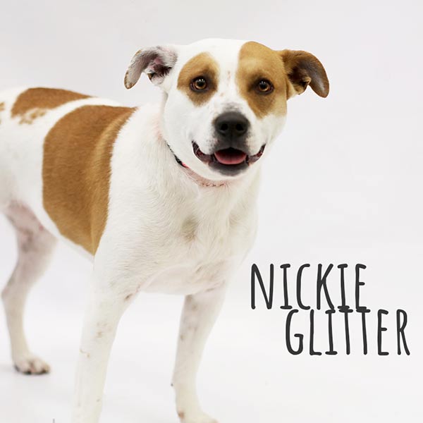 Pets Available For Adoption - Paws For Life K9 Rescue