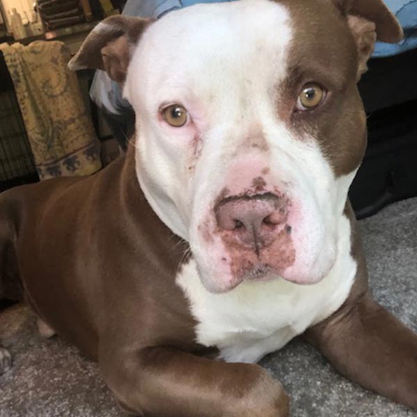 Pets Available For Adoption - Paws For Life K9 Rescue