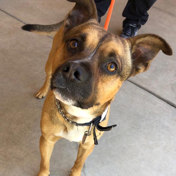 Pets Available For Adoption - Paws For Life K9 Rescue