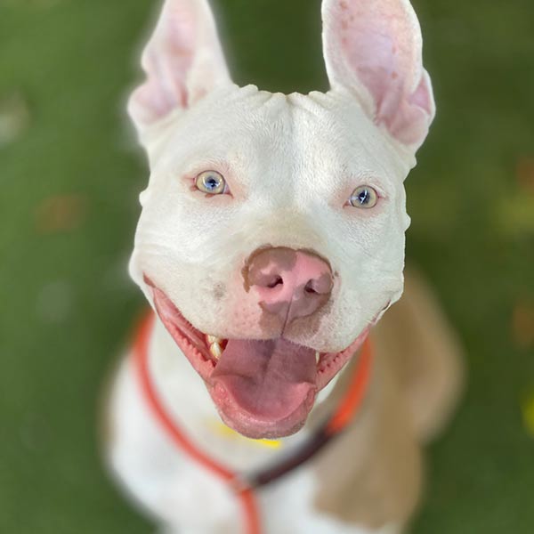 Pets Available For Adoption - Paws For Life K9 Rescue