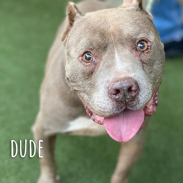 Pets Available For Adoption - Paws For Life K9 Rescue