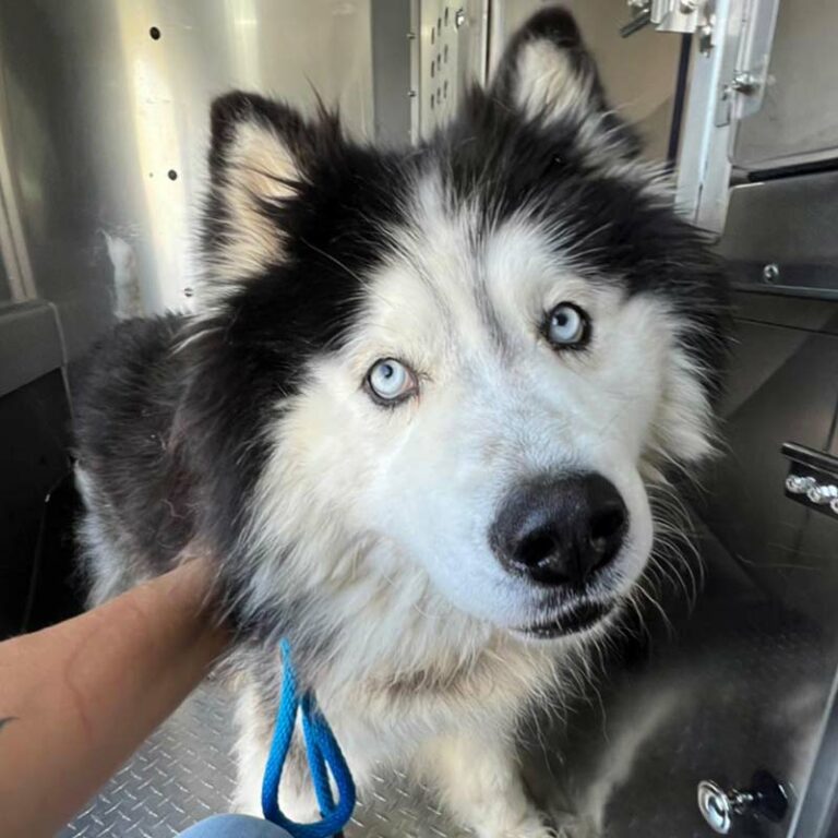 Pets Available For Adoption - Paws For Life K9 Rescue