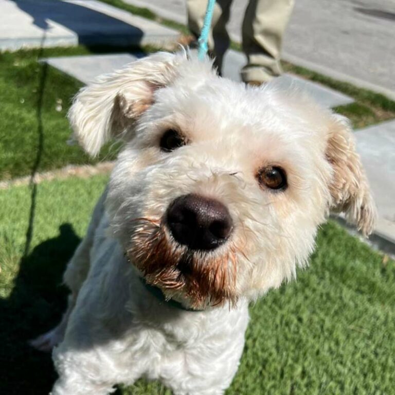 Pets Available For Adoption - Paws For Life K9 Rescue