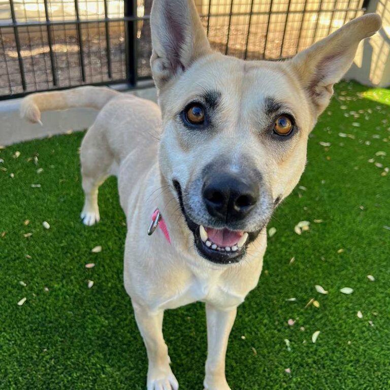 Pets Available For Adoption - Paws For Life K9 Rescue