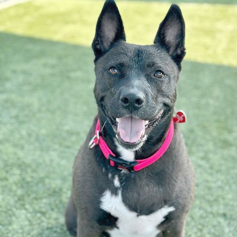 Pets Available For Adoption - Paws For Life K9 Rescue