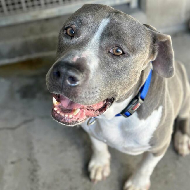 Pets Available For Adoption - Paws For Life K9 Rescue