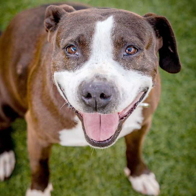 Pets Available For Adoption - Paws For Life K9 Rescue