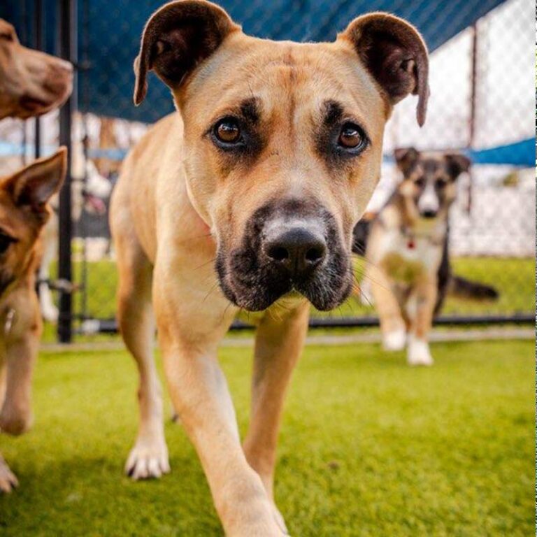 Pets Available For Adoption - Paws For Life K9 Rescue