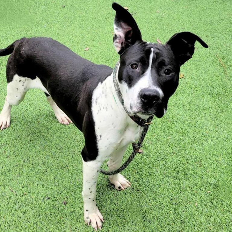 Pets Available For Adoption - Paws For Life K9 Rescue