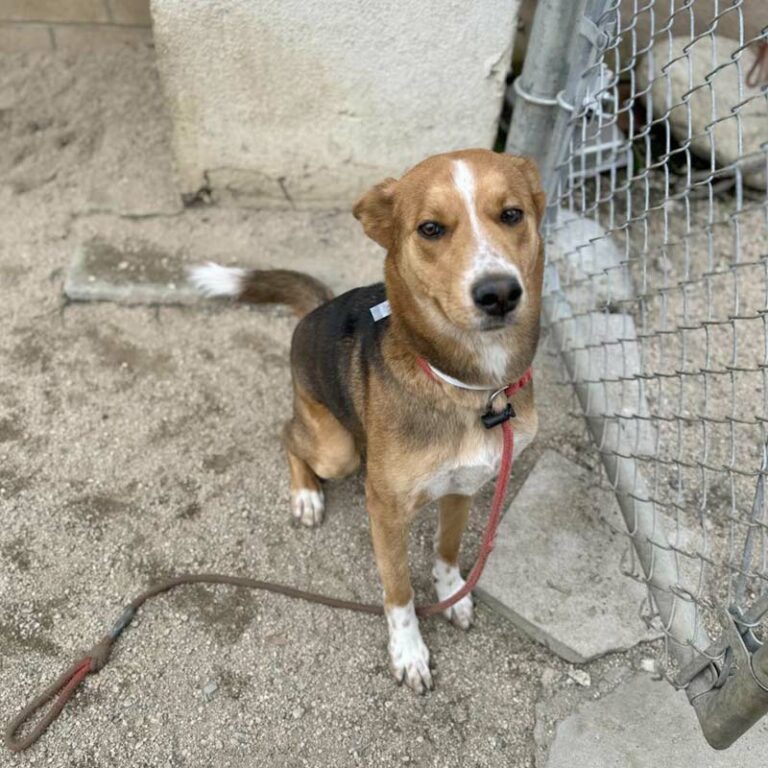 Pets Available For Adoption - Paws For Life K9 Rescue