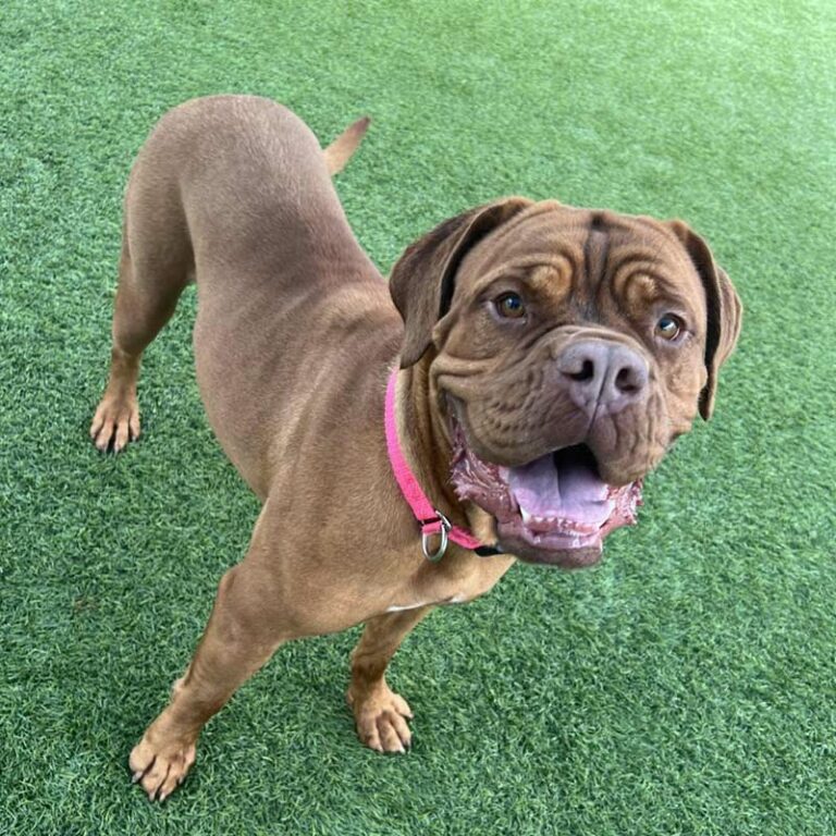 Pets Available For Adoption - Paws For Life K9 Rescue