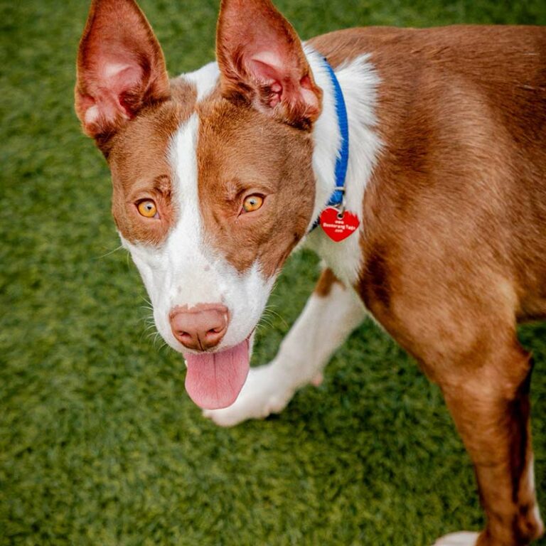 Pets Available For Adoption - Paws For Life K9 Rescue