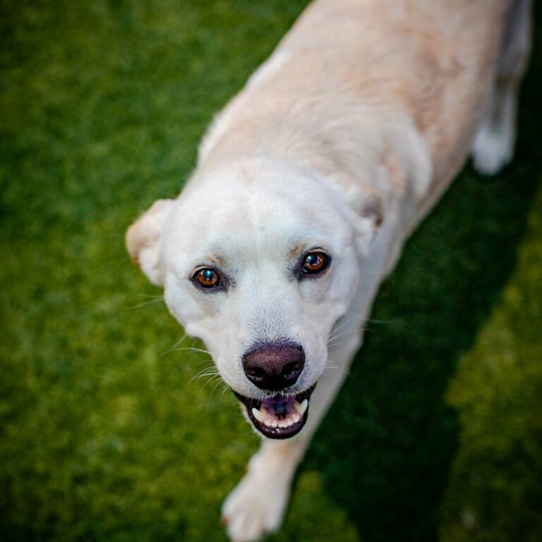 Pets Available For Adoption - Paws For Life K9 Rescue