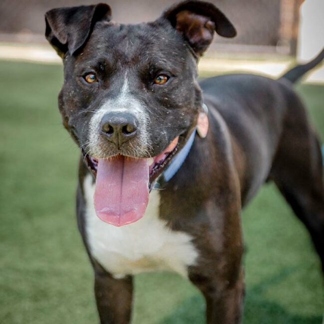 Pets Available For Adoption - Paws For Life K9 Rescue