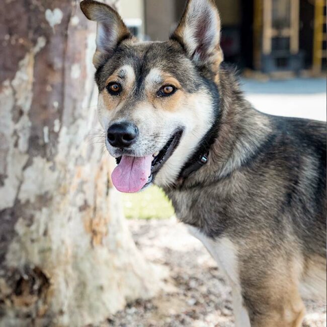 Pets Available For Adoption - Paws For Life K9 Rescue