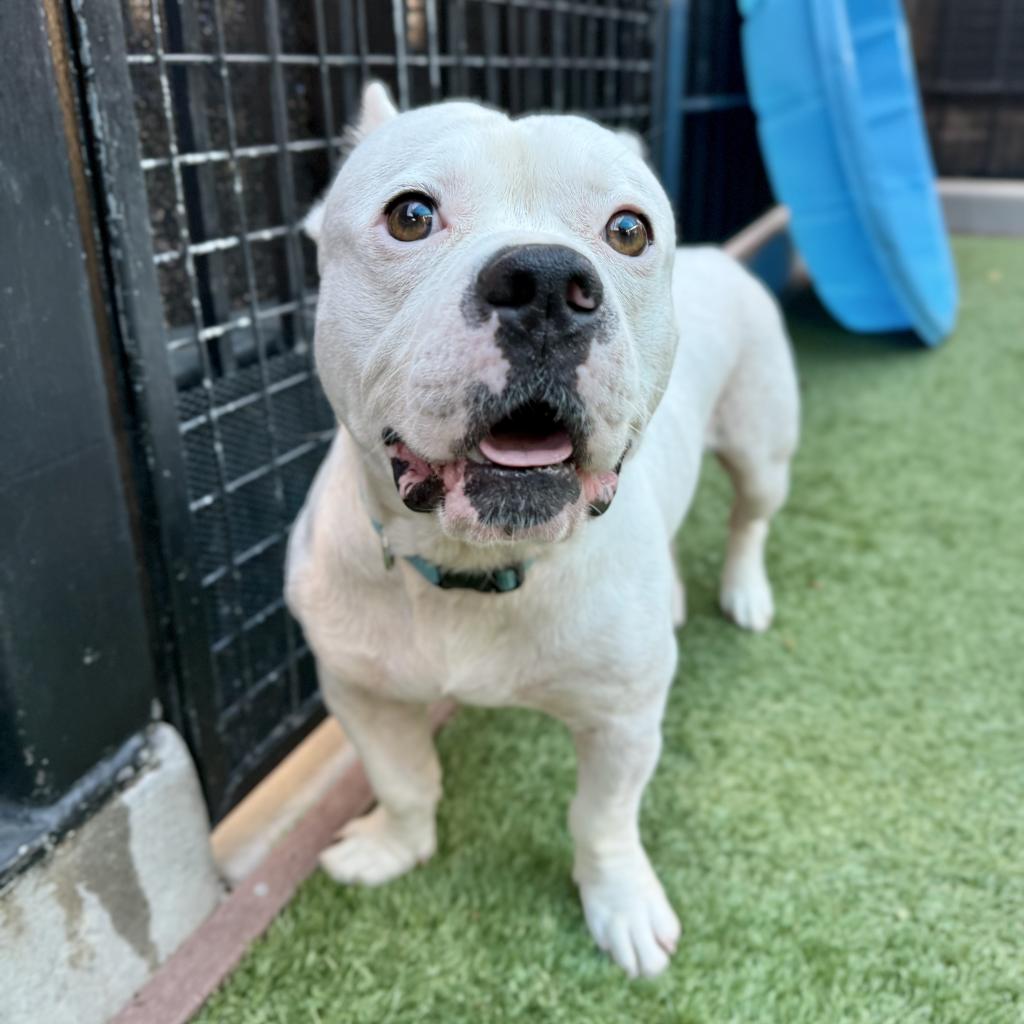 Pets Available For Adoption - Paws For Life K9 Rescue