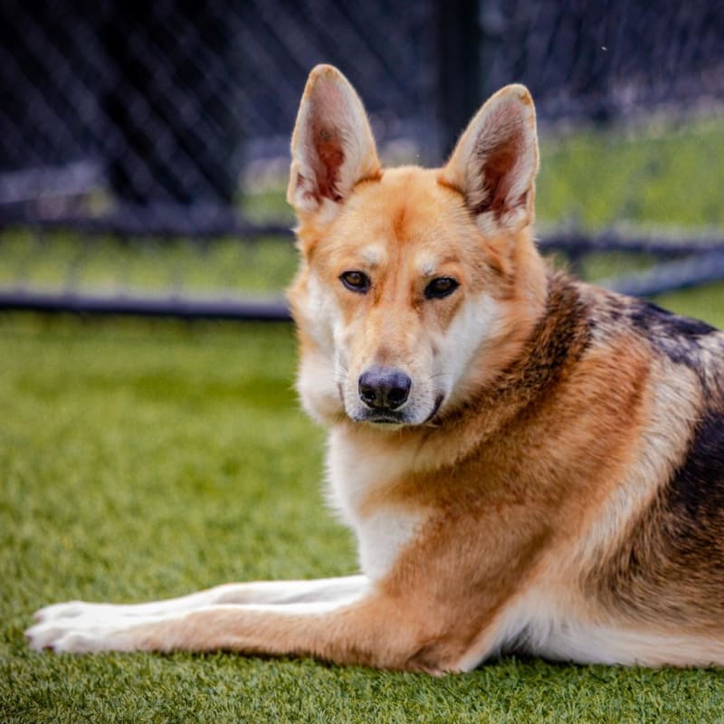Nya - Paws For Life K9 Rescue