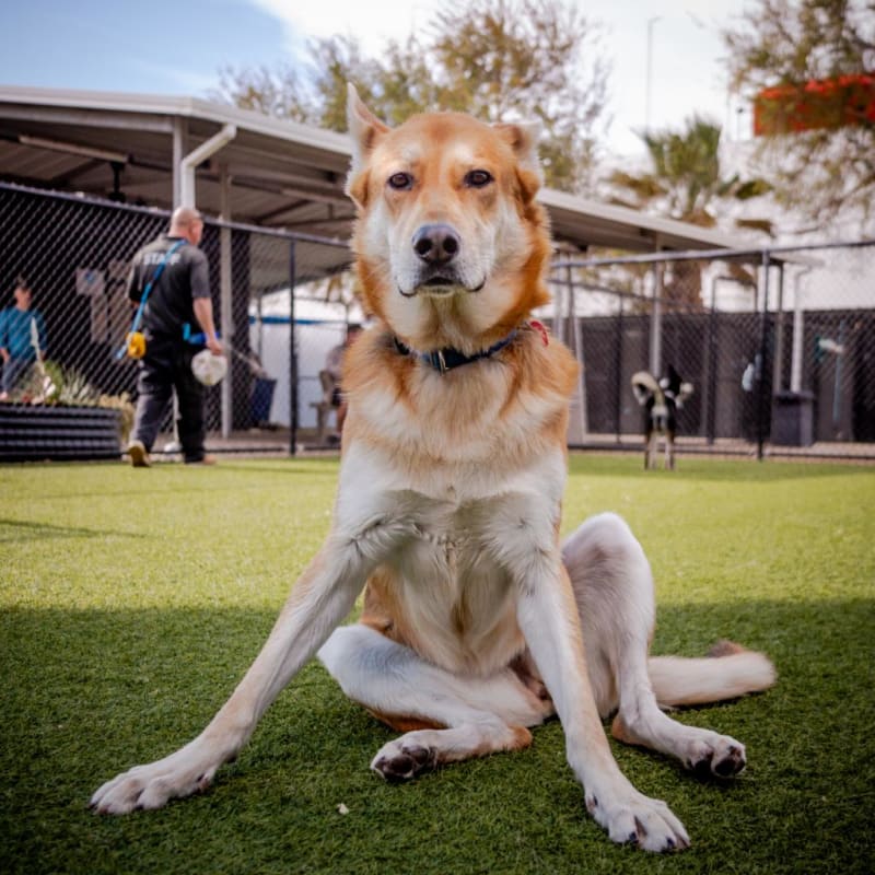 Nya - Paws For Life K9 Rescue