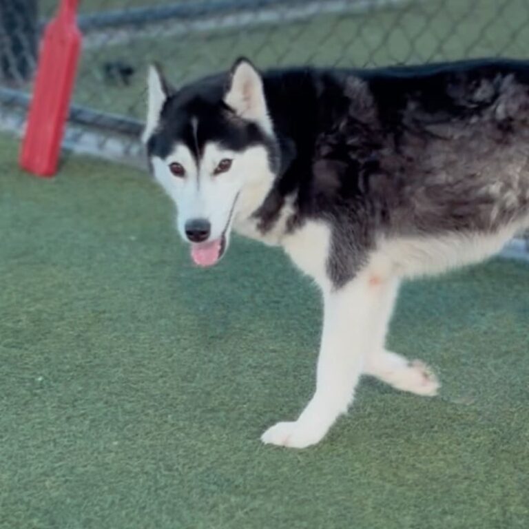 Riley - Paws For Life K9 Rescue