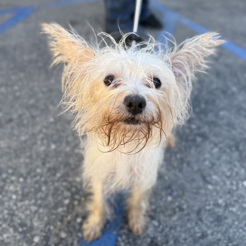 Lily - Paws For Life K9 Rescue