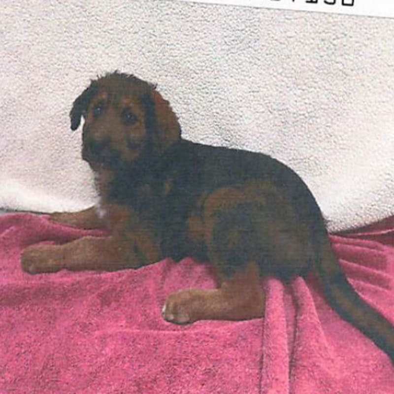 Farrah - Paws For Life K9 Rescue